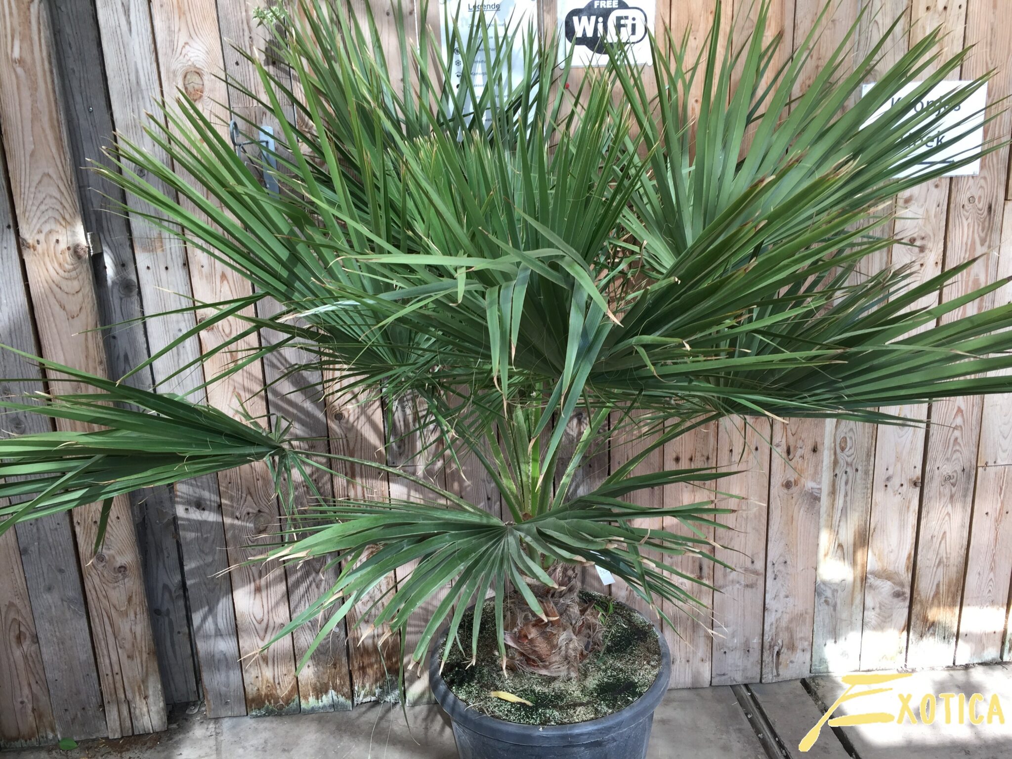 Brahea Edulis (Guadalupe palm) – Plantencentrum Exotica