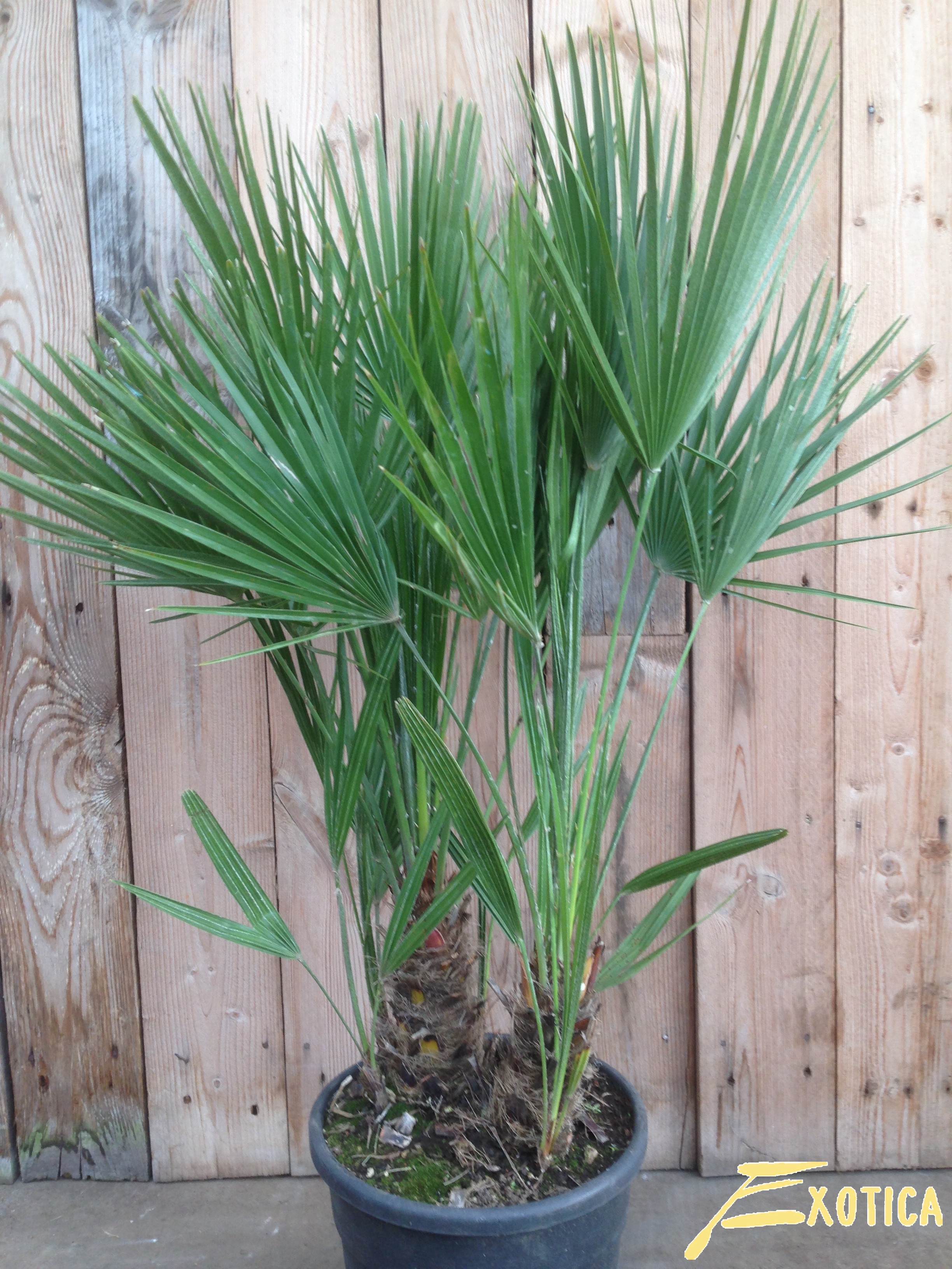 Chamaerops Humilis (Europese dwergpalm) | Plantencentrum Exotica