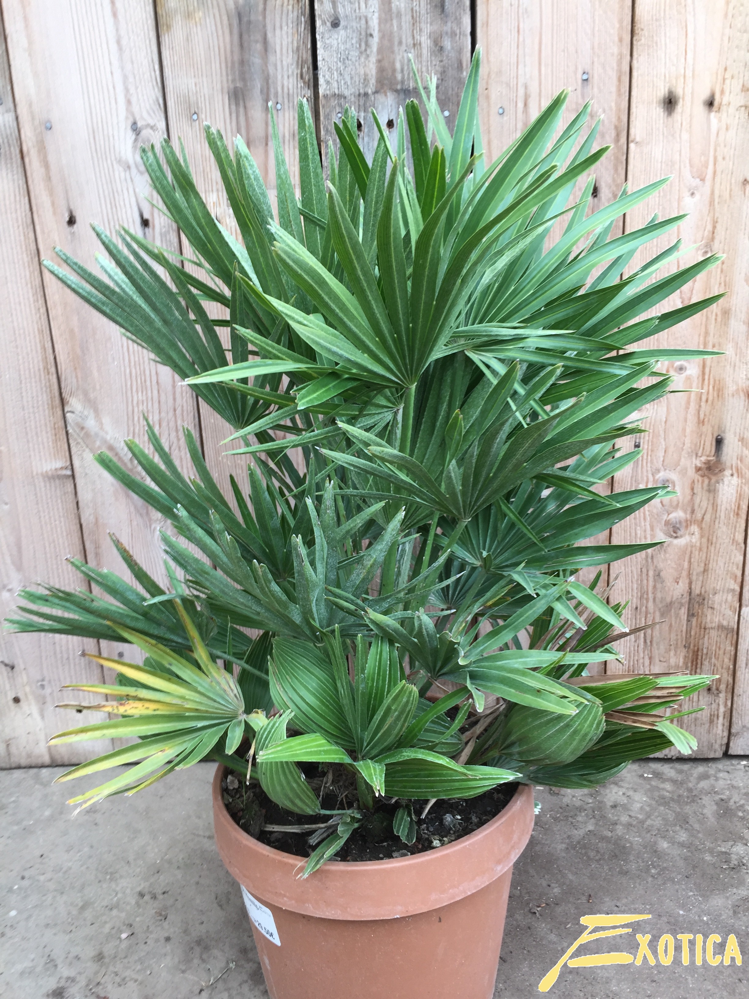 Chamaerops Humilis ‘Vulcano’ | Plantencentrum Exotica