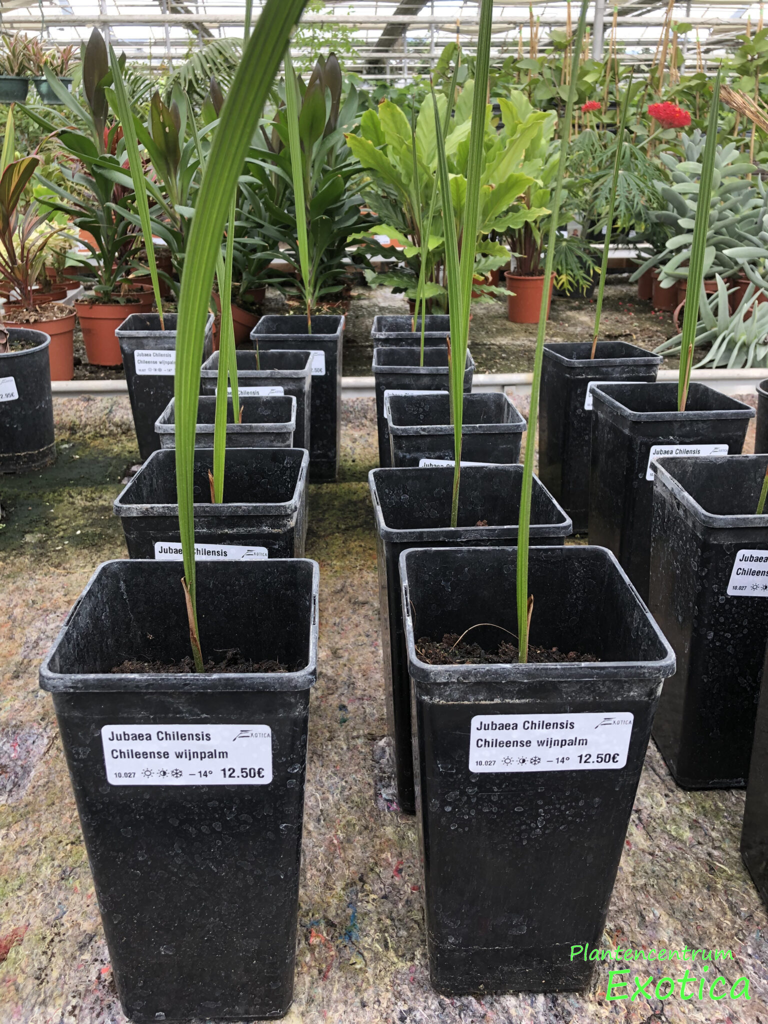 Jubaea Chilensis (Chileense wijnpalm) – Plantencentrum Exotica