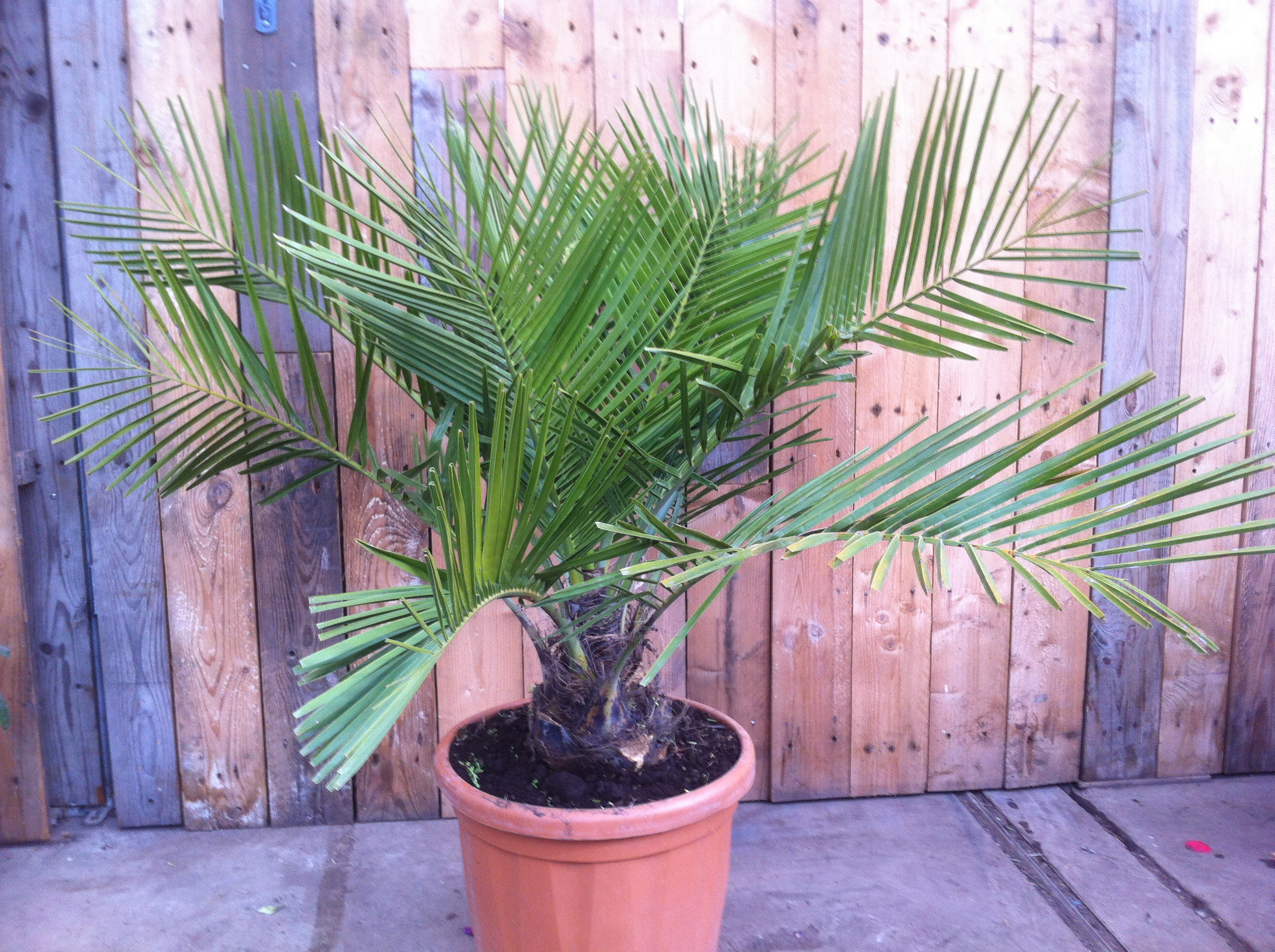 Jubaea Chilensis (Chileense wijnpalm) | Plantencentrum Exotica
