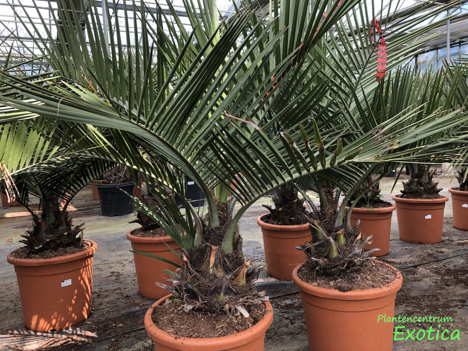 Jubaea Chilensis (Chileense wijnpalm) – Plantencentrum Exotica