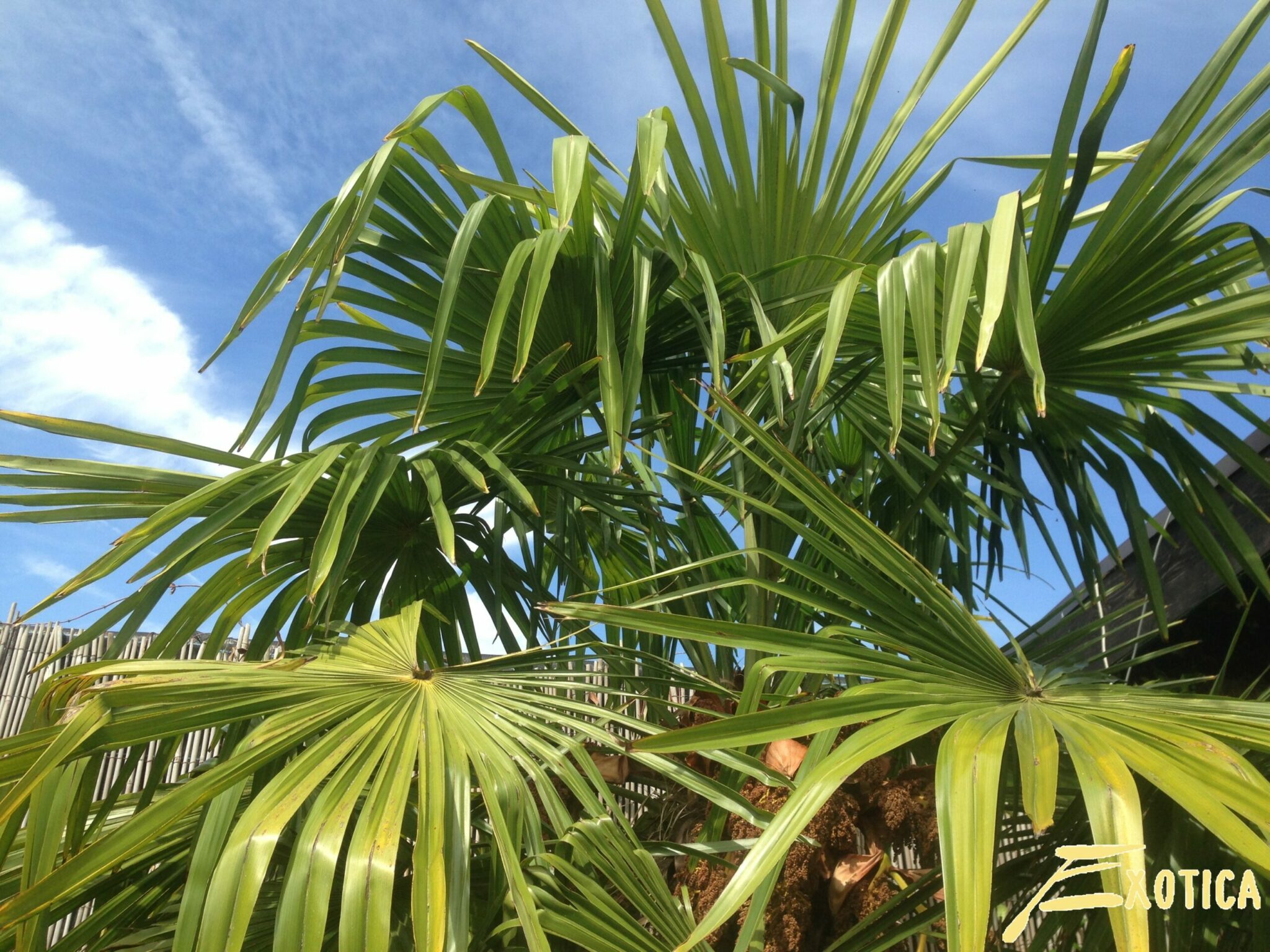 Trachycarpus Fortunei – Chinese waaierpalm – Plantencentrum Exotica