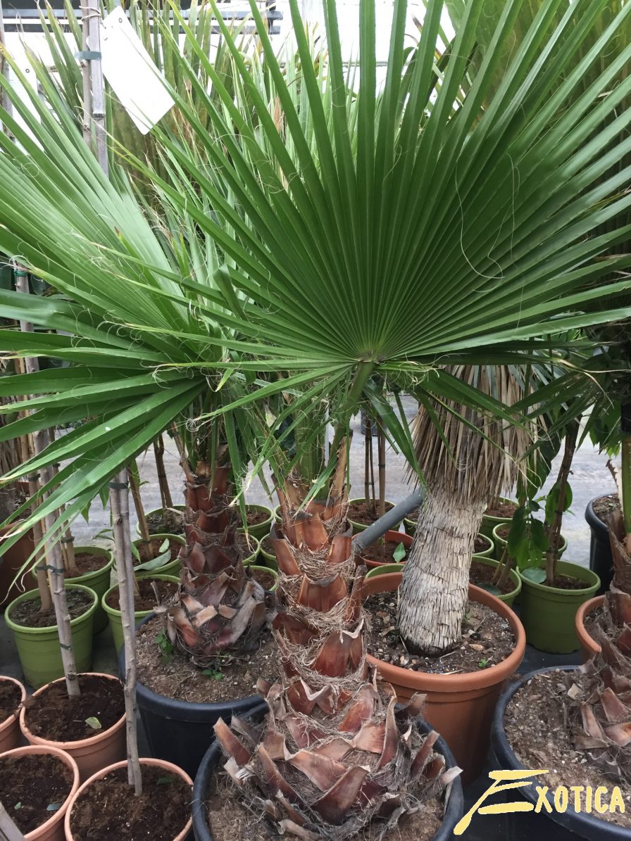 Washingtonia Filifera – Plantencentrum Exotica
