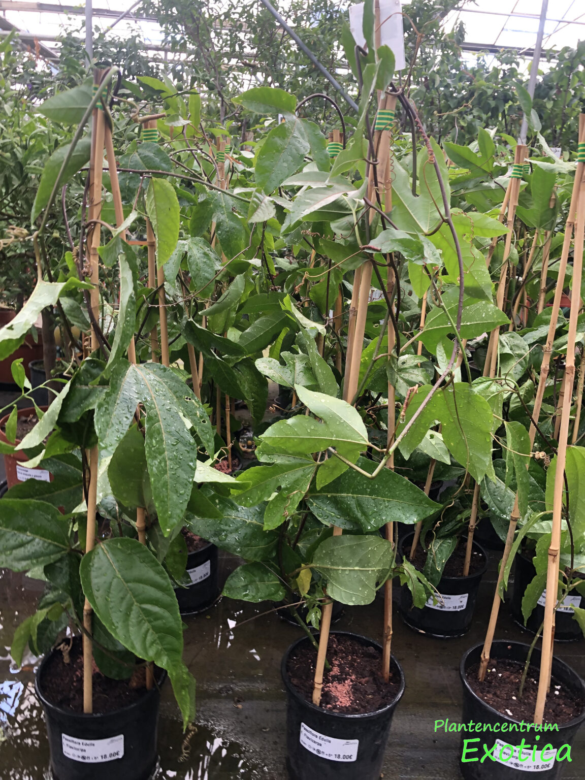 Passiflora Edulis f. Flavicarpa – Plantencentrum Exotica