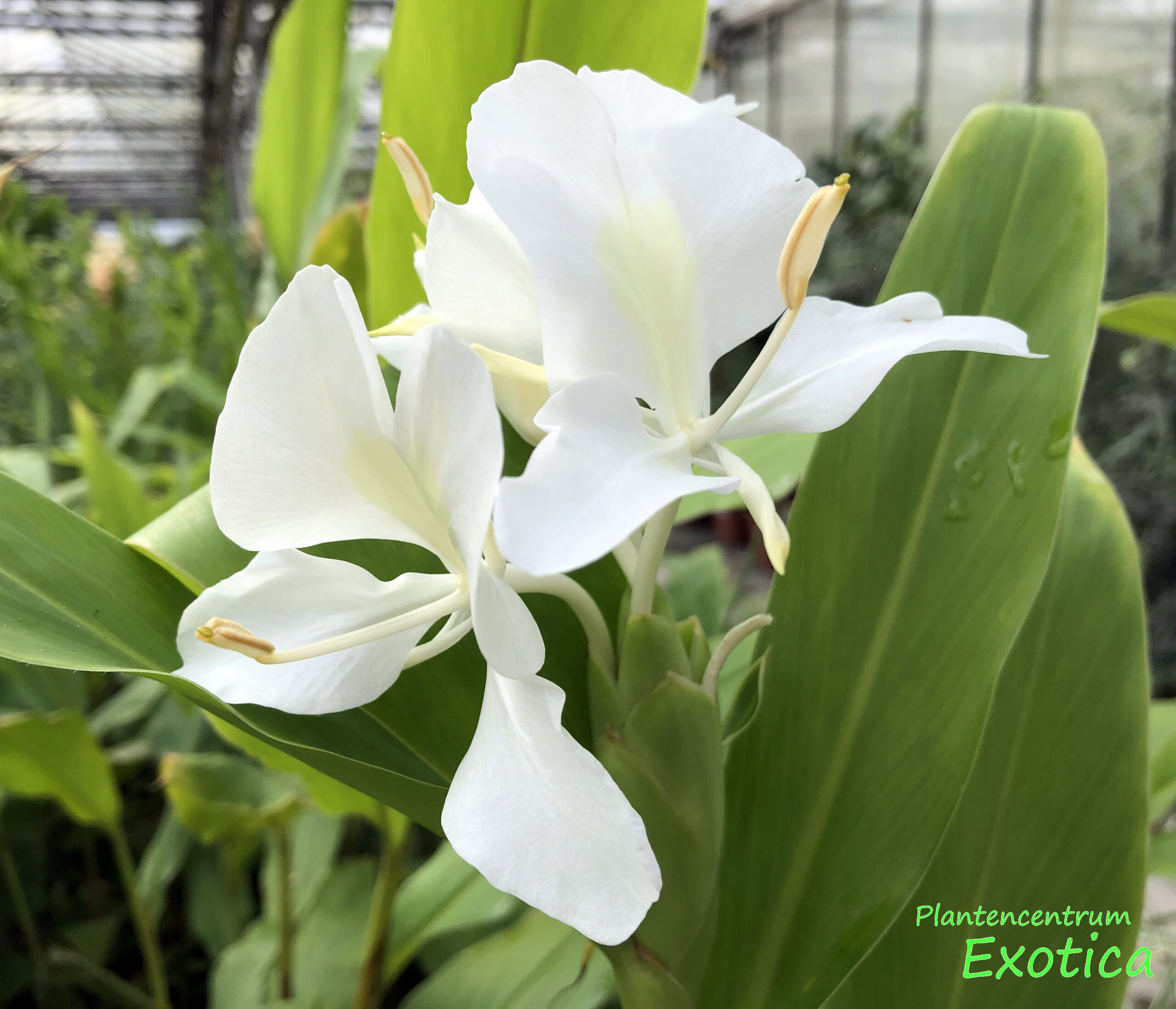 Hedychium Coronarium – Witte siergember – Plantencentrum Exotica