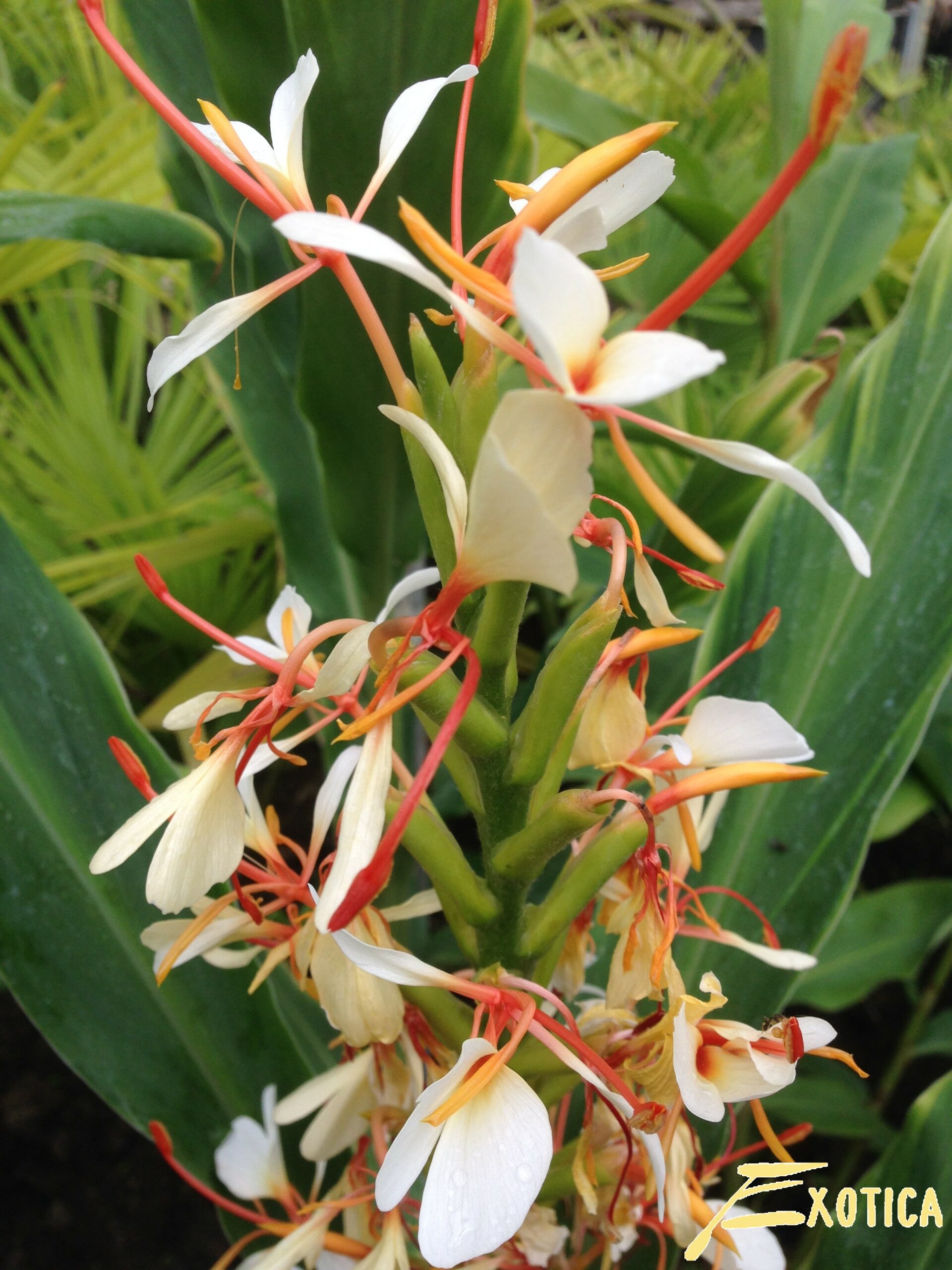 Hedychium Spicatum – Plantencentrum Exotica