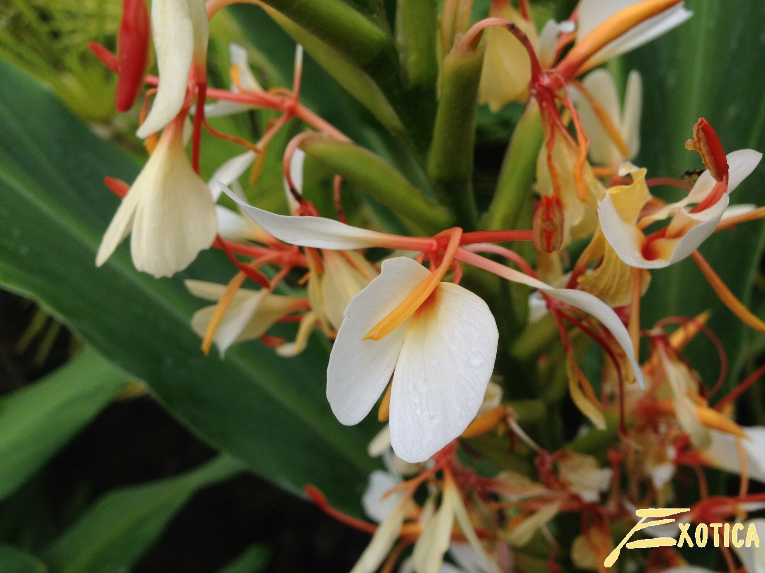 Hedychium Spicatum – Plantencentrum Exotica