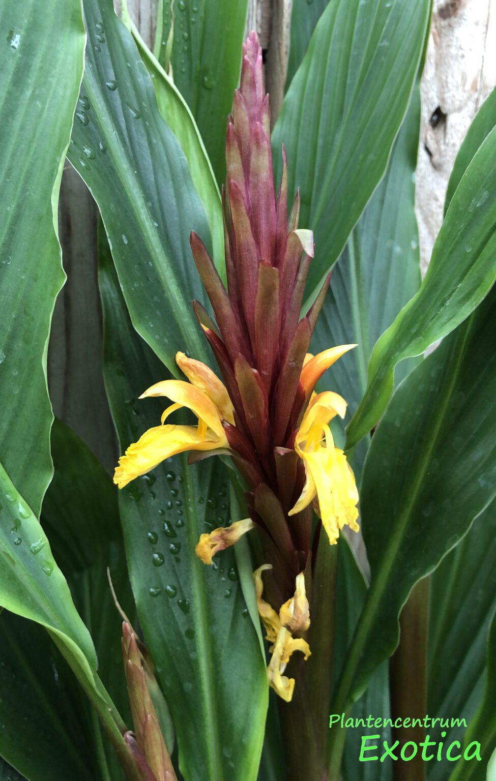 Cautleya spicata – siergember – Plantencentrum Exotica