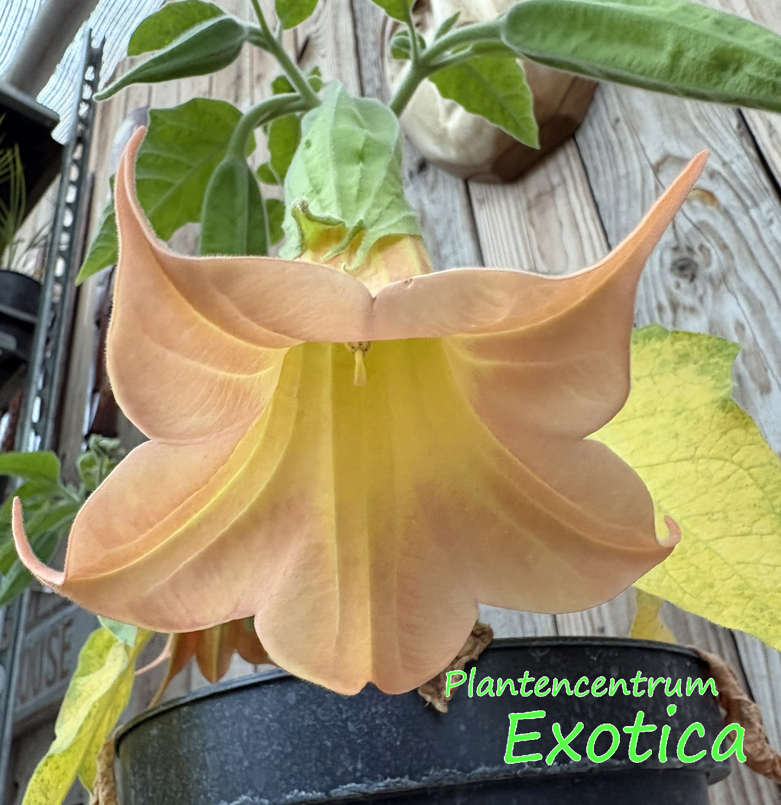 Brugmansia xRubella Mobisu – Plantencentrum Exotica