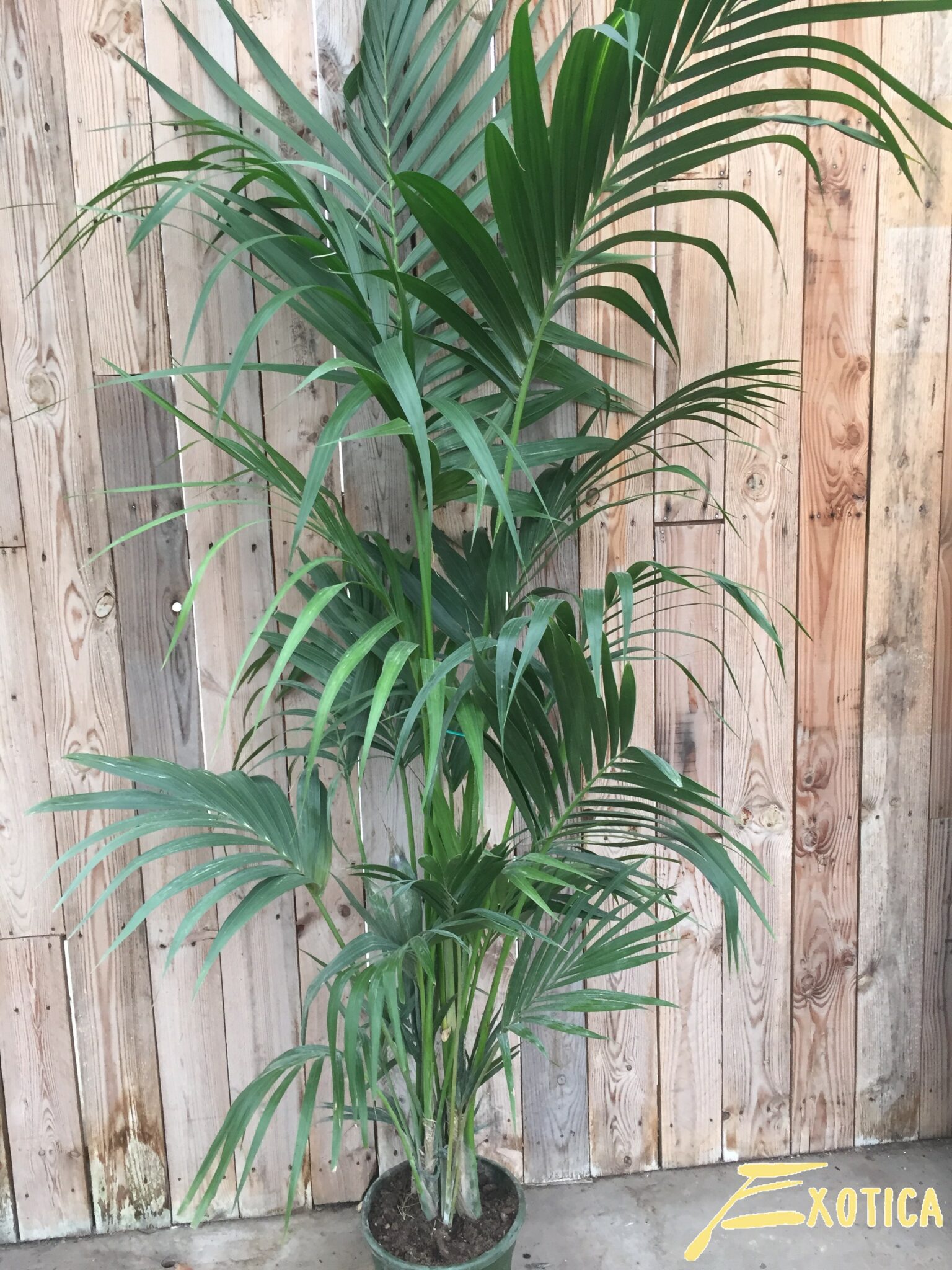 Howea Forsteriana (kentia palm) – Plantencentrum Exotica