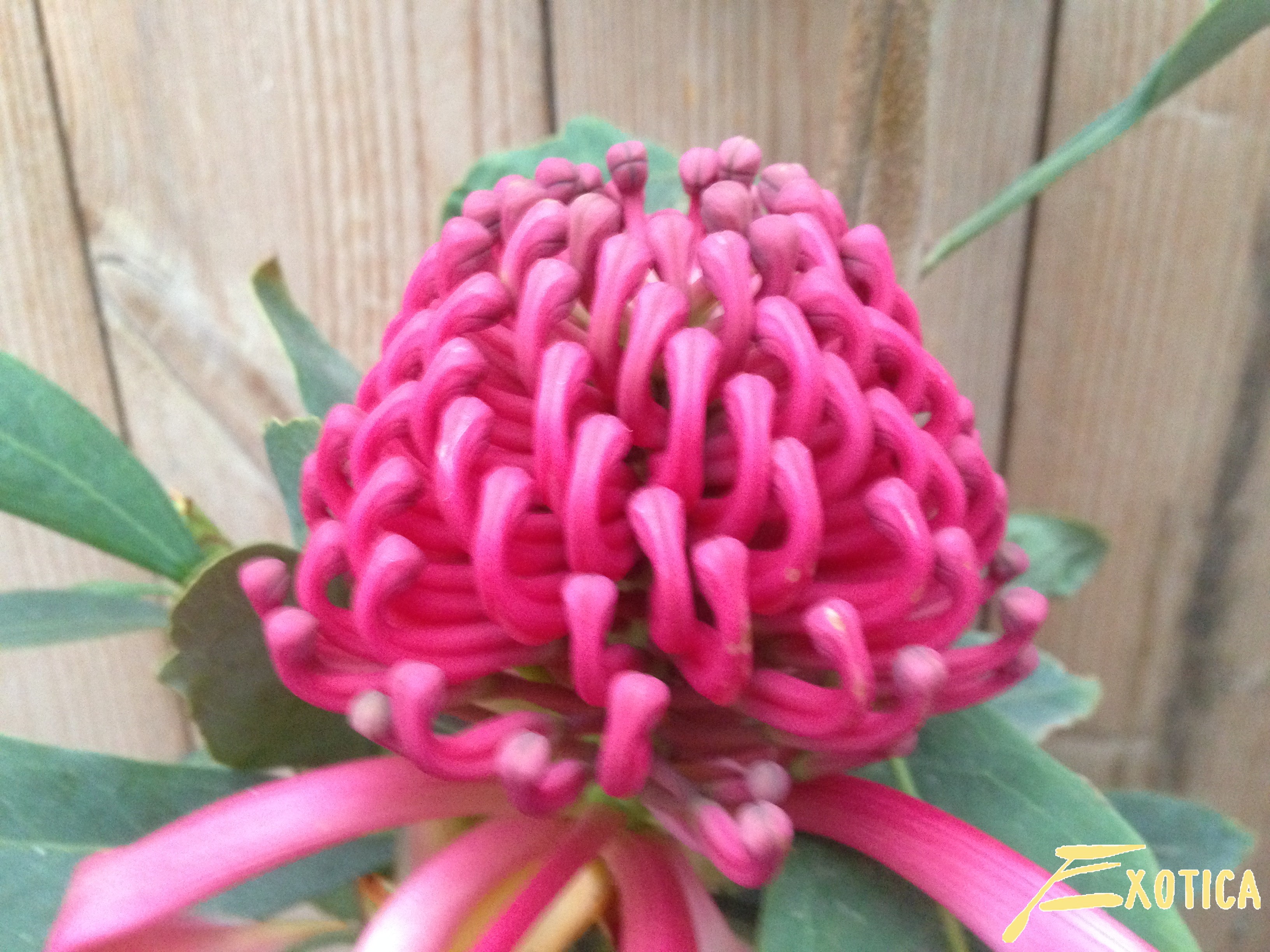 Telopea Shady Lady Crimson | Plantencentrum Exotica