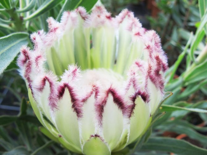 Protea neriifolia Limelight – Plantencentrum Exotica