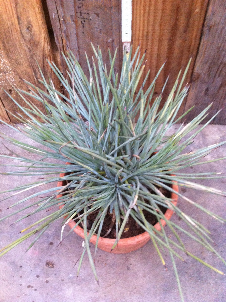 Agave Stricta Blue – Plantencentrum Exotica