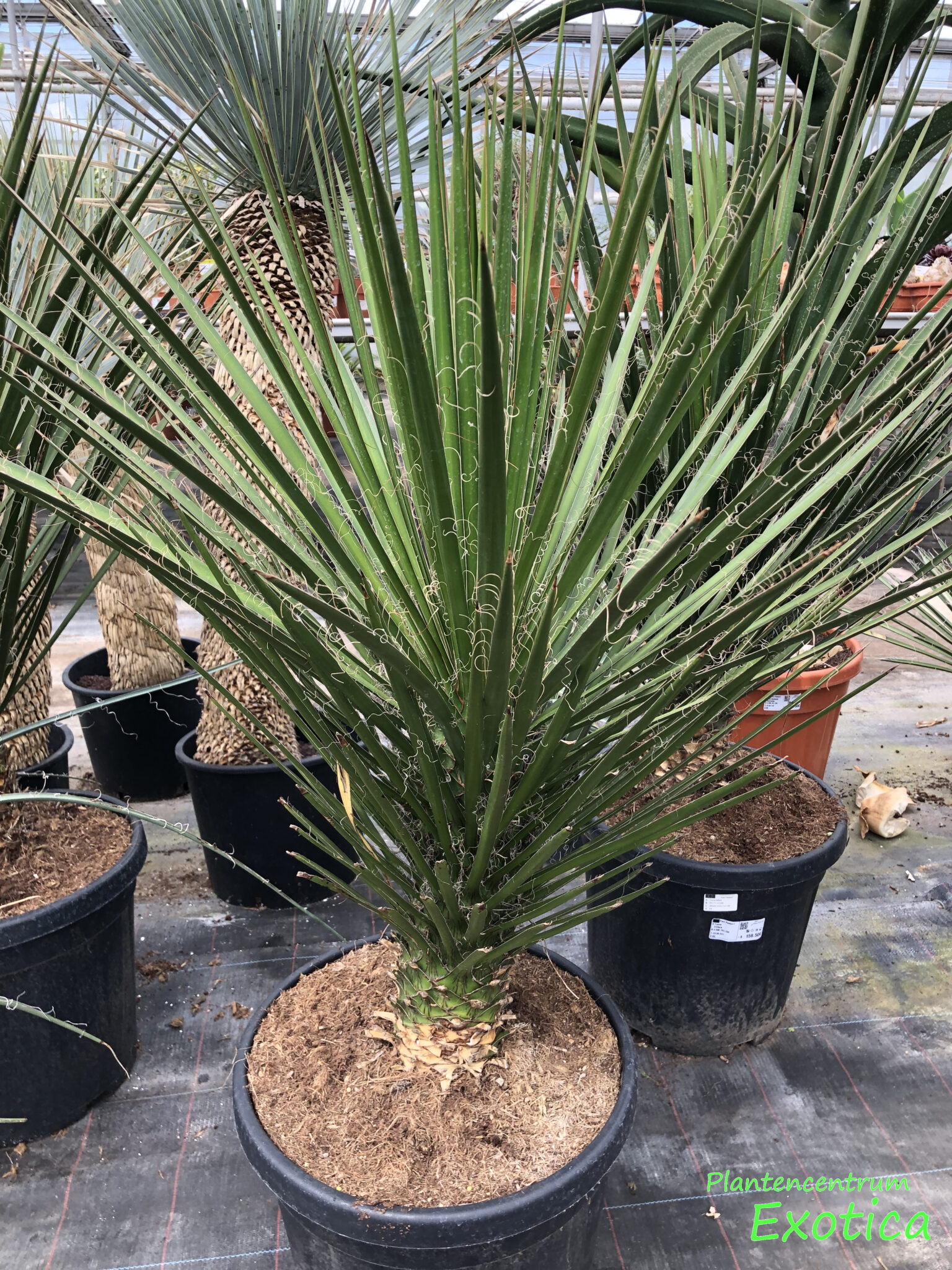 Yucca Filifera – Plantencentrum Exotica