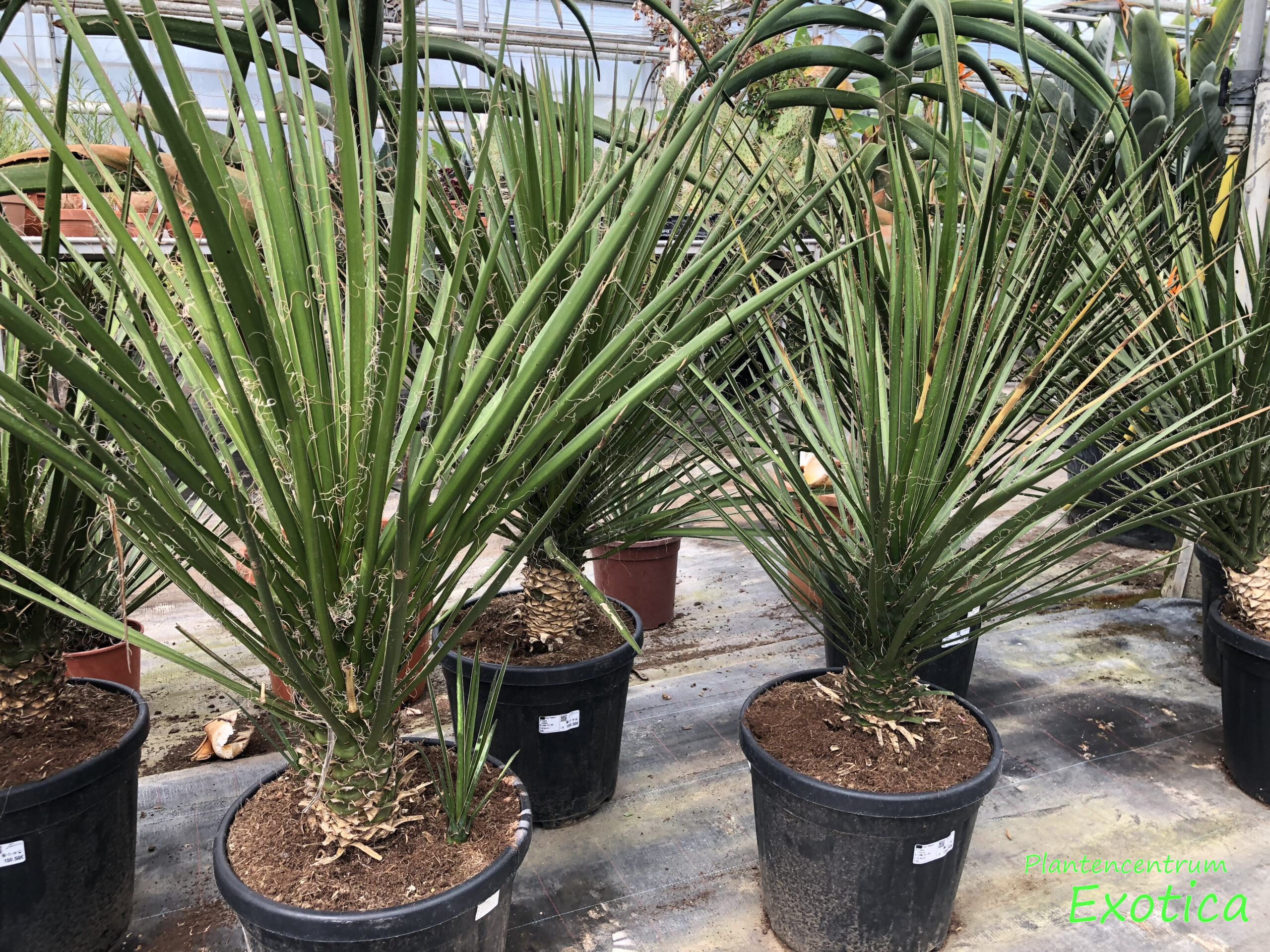 Yucca Filifera – Plantencentrum Exotica