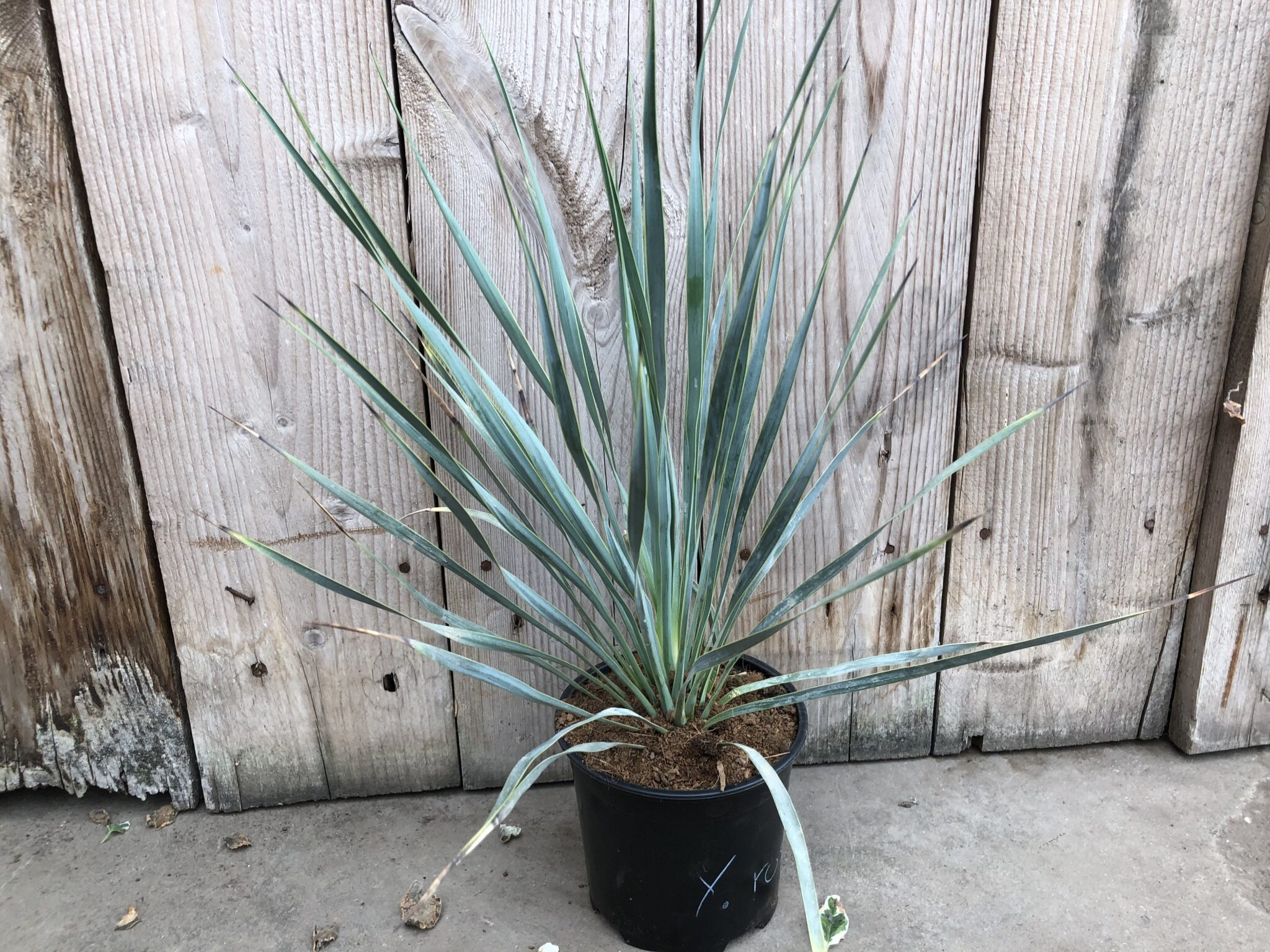Yucca Rostrata (Beaked Yucca) – Plantencentrum Exotica