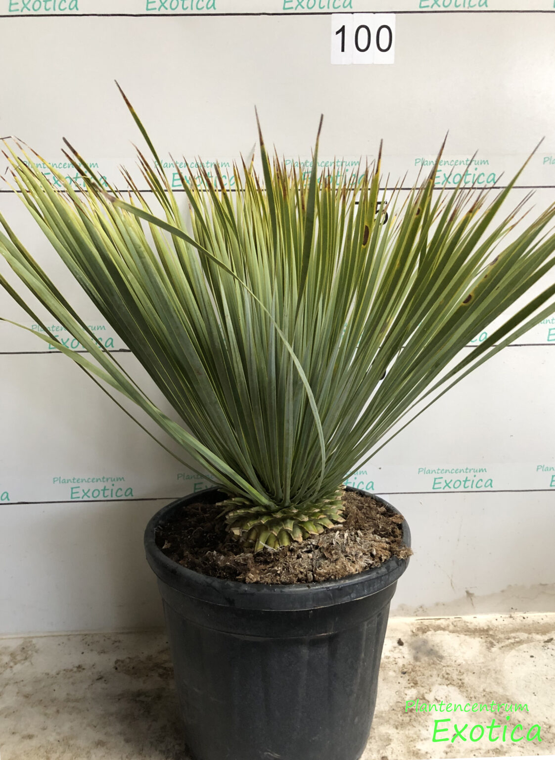 Yucca Rostrata (Beaked Yucca) – Plantencentrum Exotica