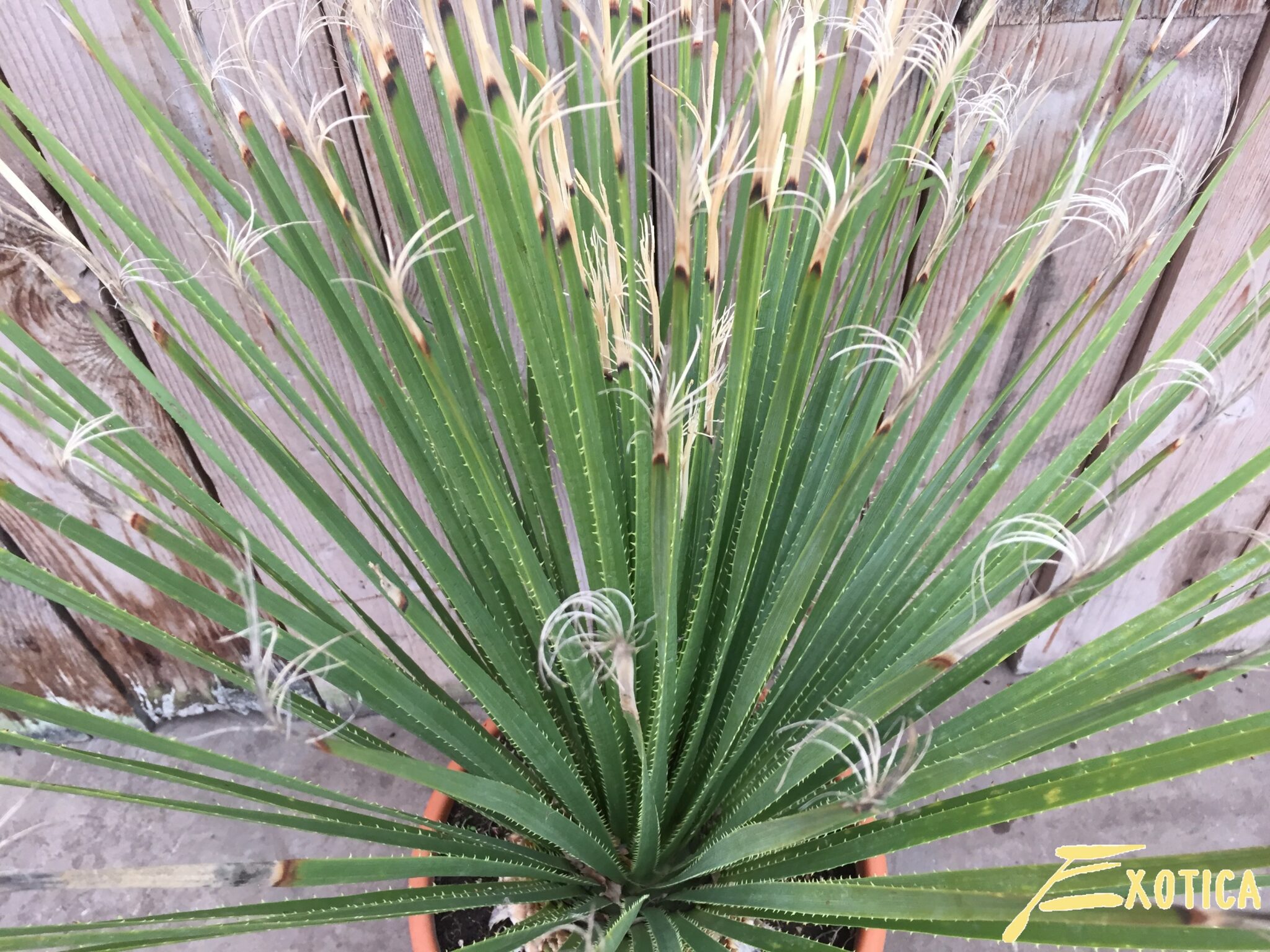 Dasylirion Serratifolium | Plantencentrum Exotica