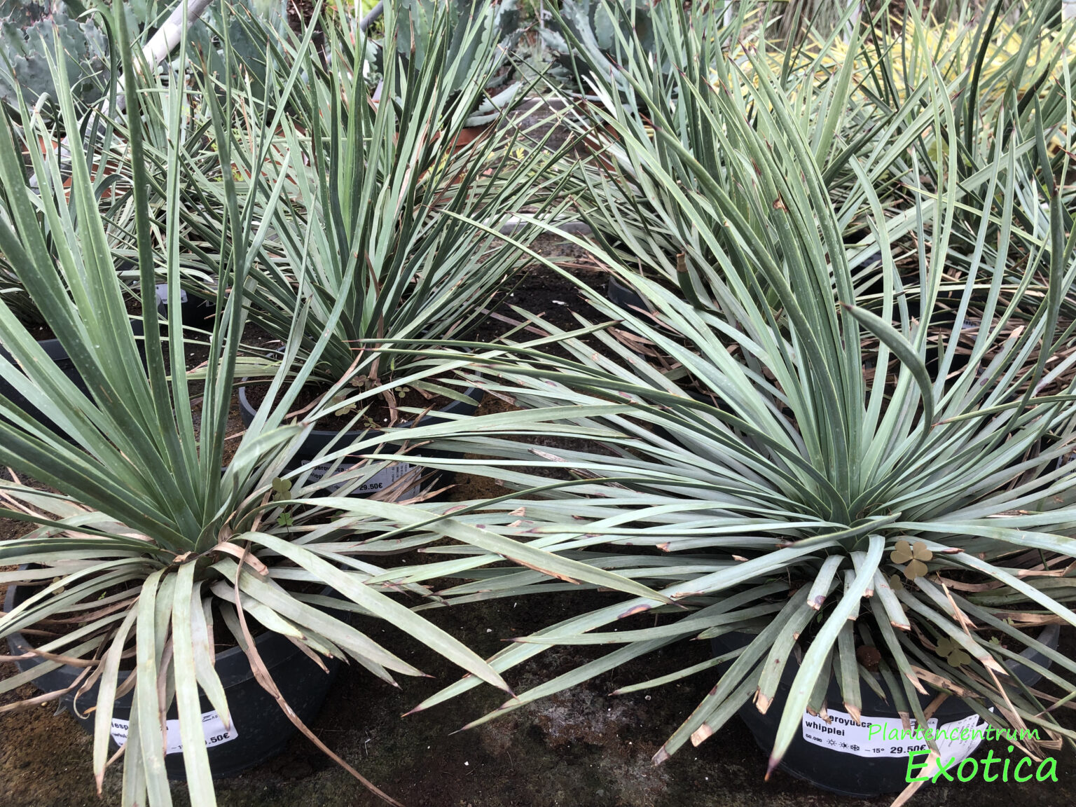 Yucca Whipplei – Hesperoyucca whipplei – Plantencentrum Exotica