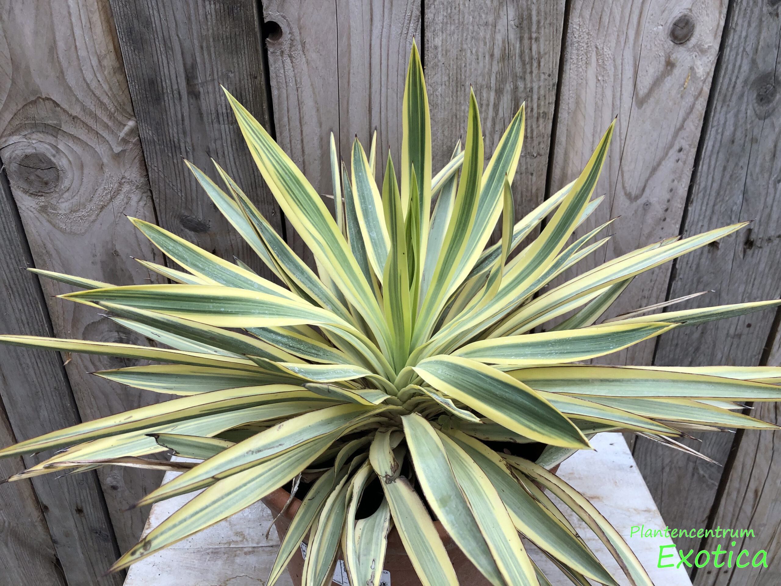 Yucca Gloriosa “Bright Star” – Plantencentrum Exotica