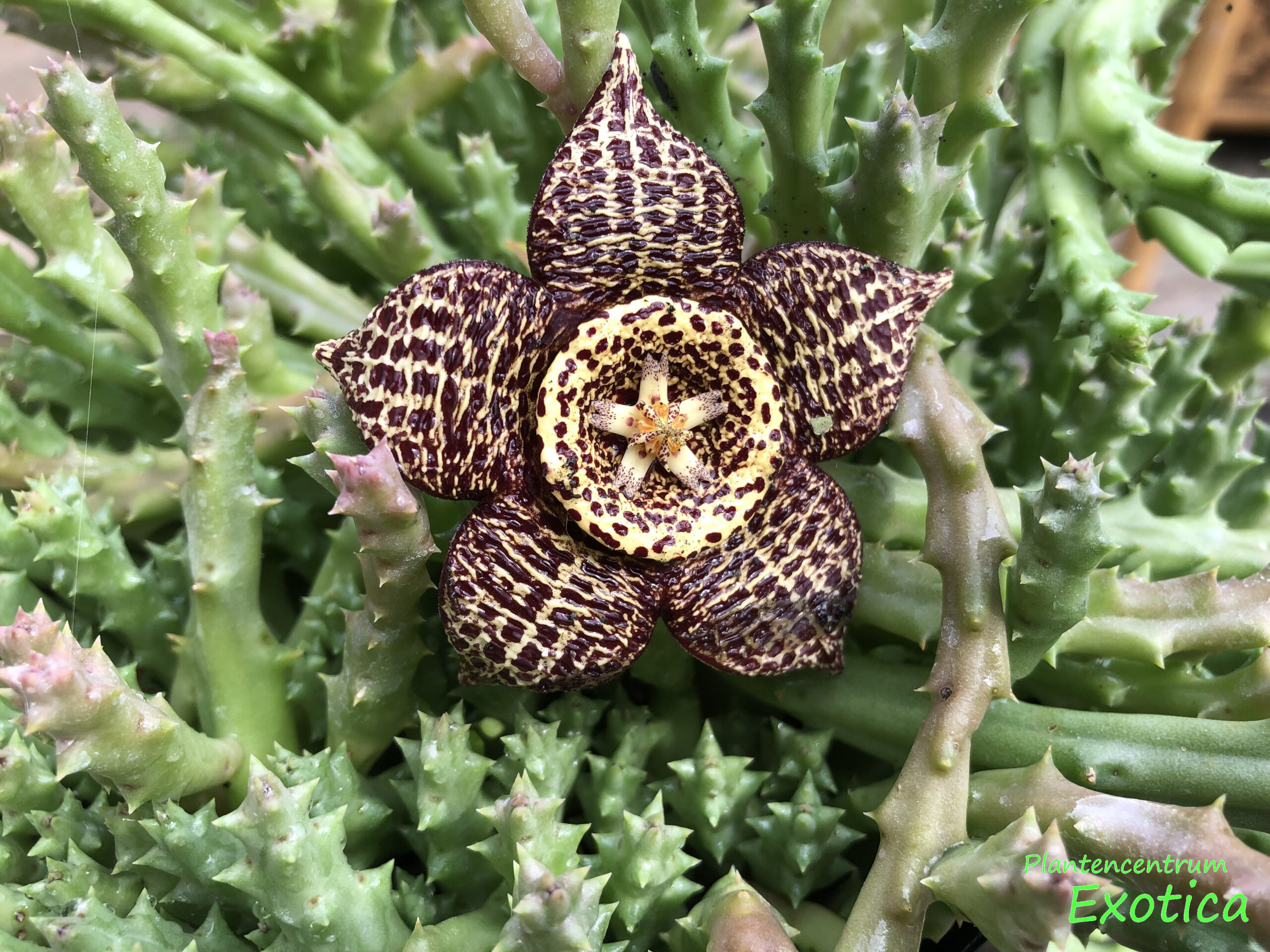 Orbea variegata – Plantencentrum Exotica
