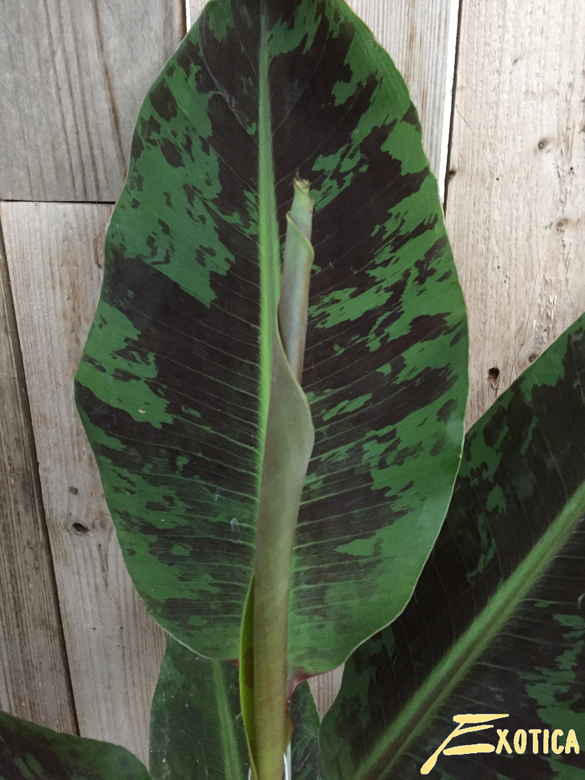 Musa Accuminata ‘Red Dacca’ (Rode banaan) | Plantencentrum Exotica