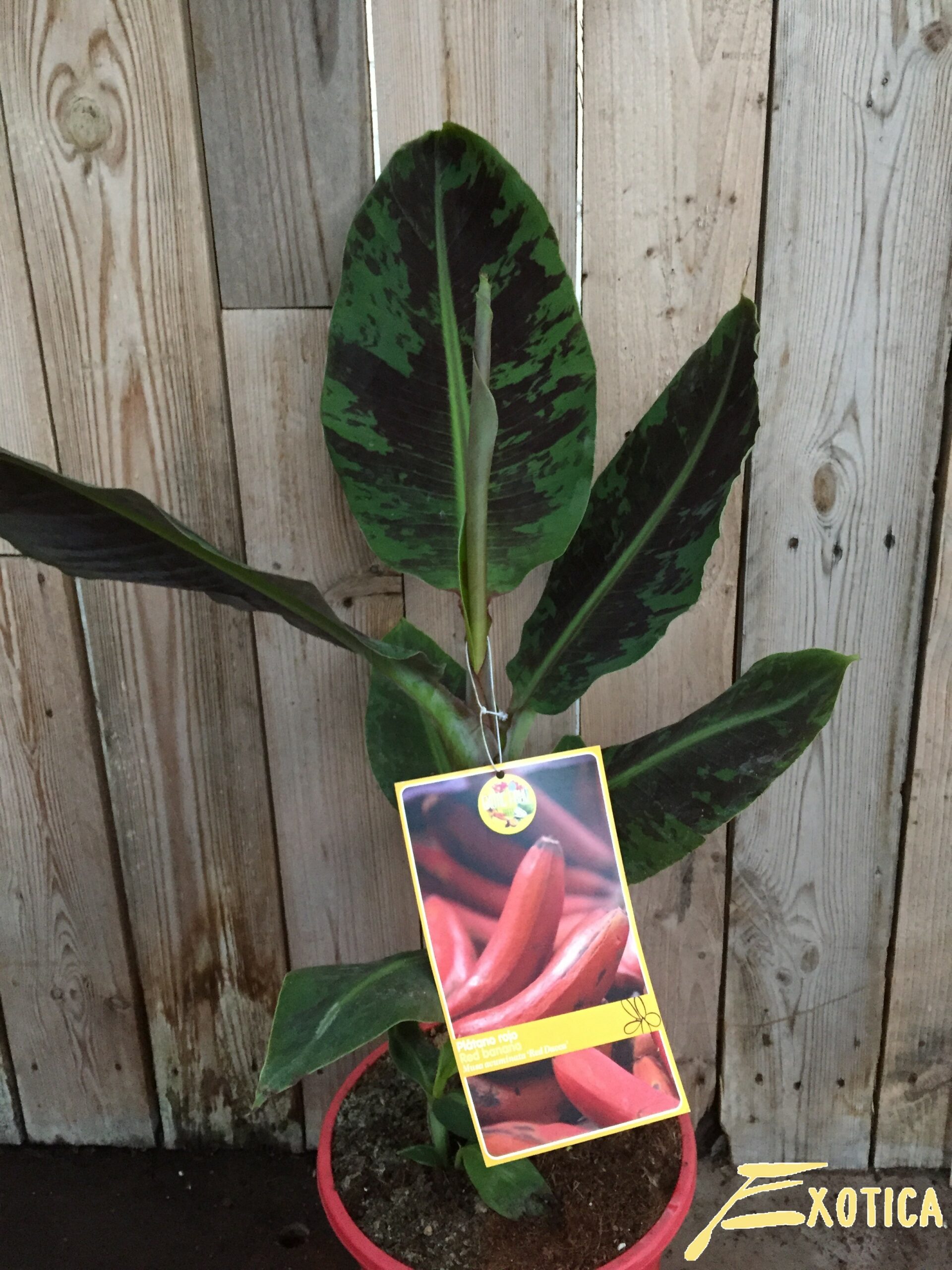 Musa Accuminata ‘Red Dacca’ (Rode banaan) | Plantencentrum Exotica