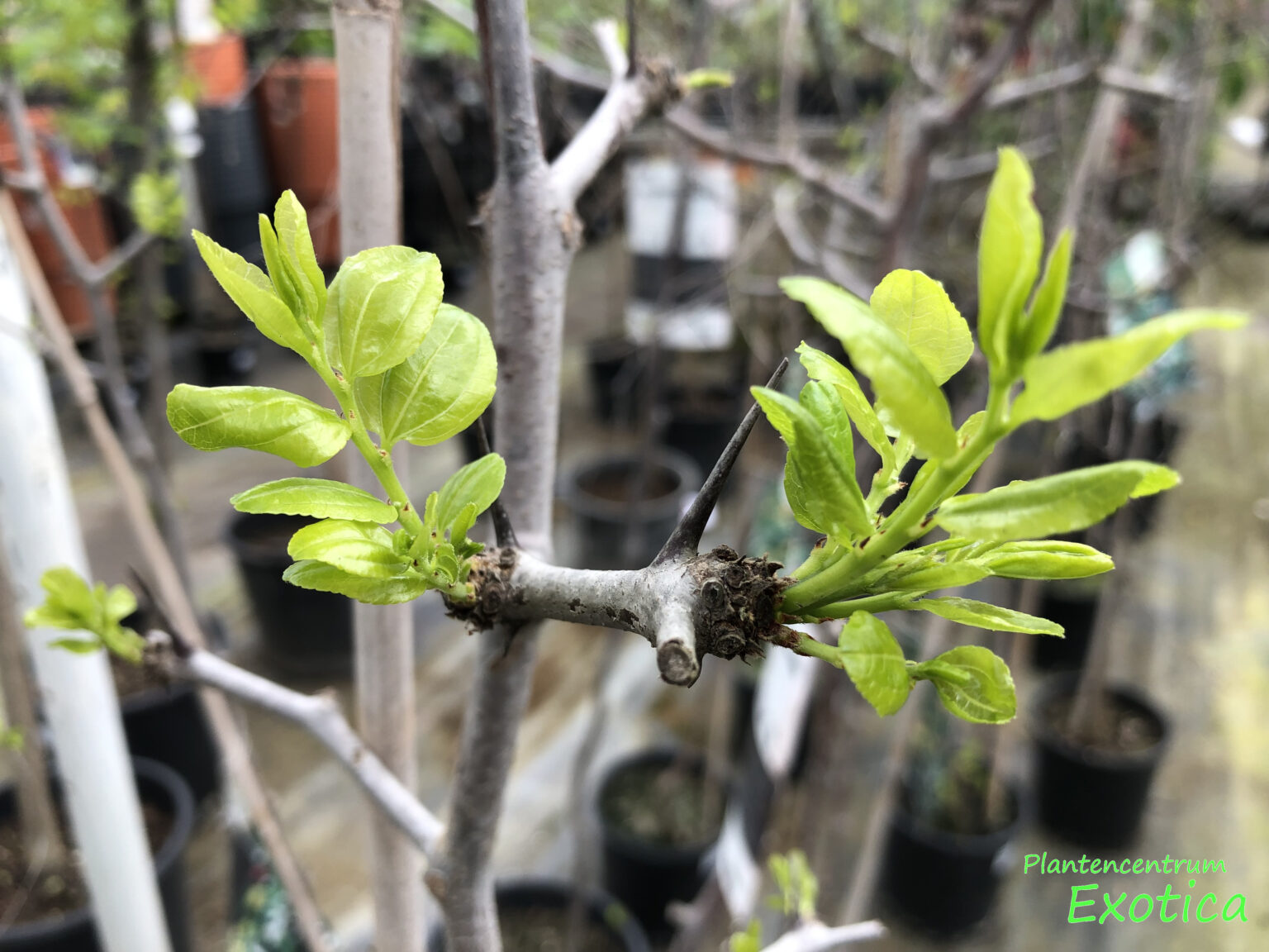 Ziziphus Jujuba (Chinese dadelboom) – Plantencentrum Exotica