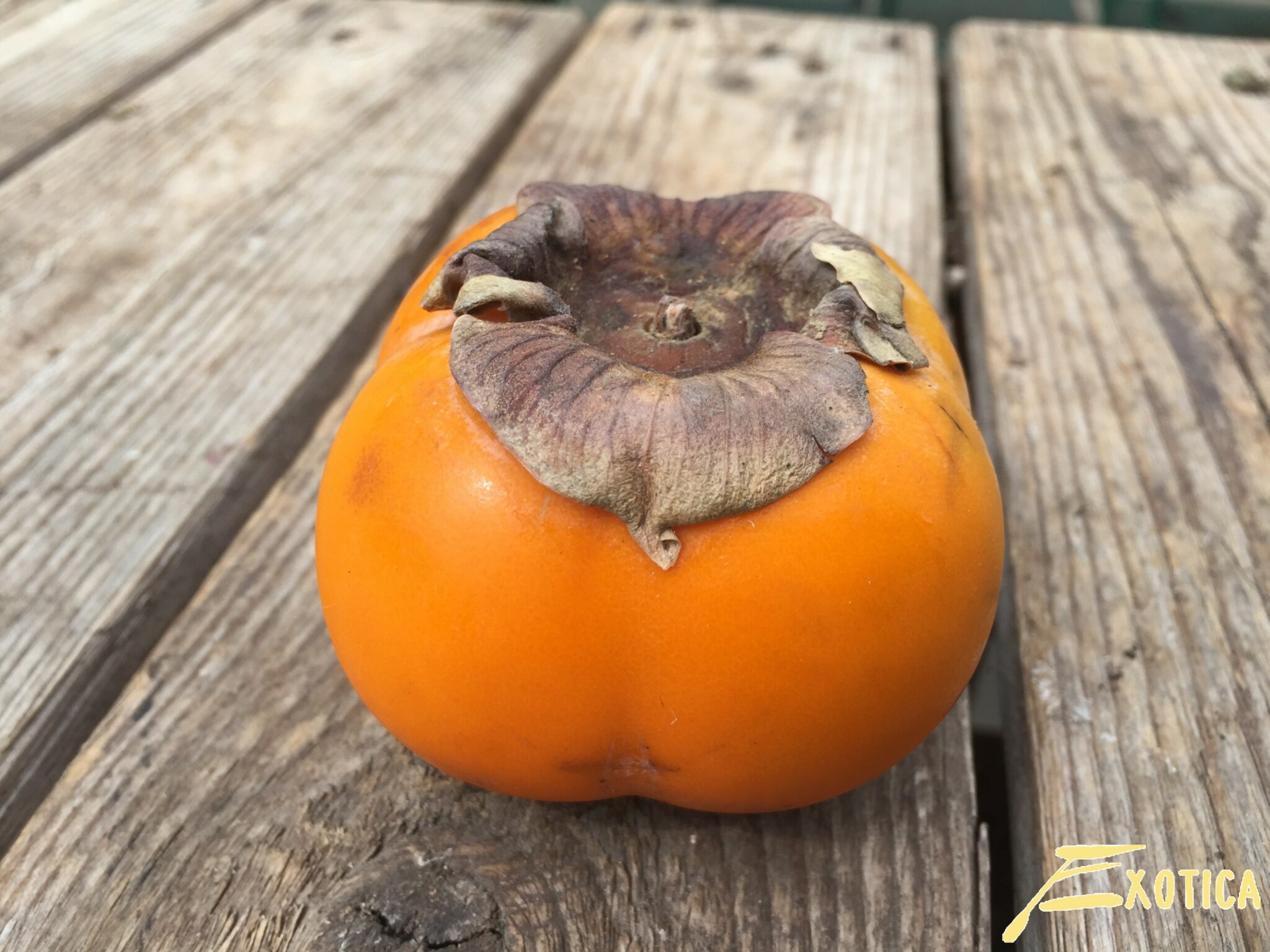 Diospyros Kaki (op soort) – Plantencentrum Exotica