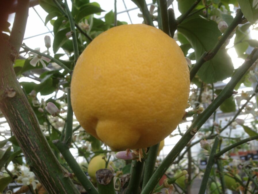 Citrus Limon – (gewone) Citroen – Plantencentrum Exotica