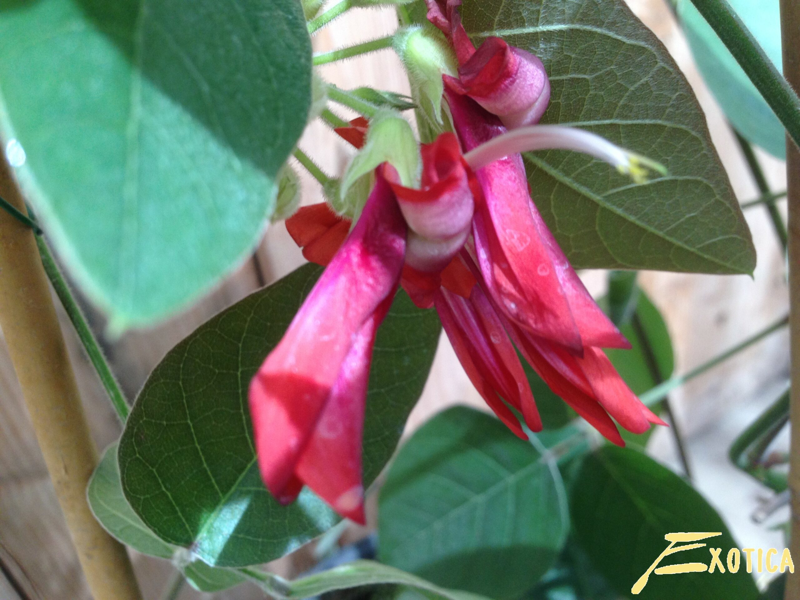 Kennedia Rubicunda – Red Coral Pea – Plantencentrum Exotica