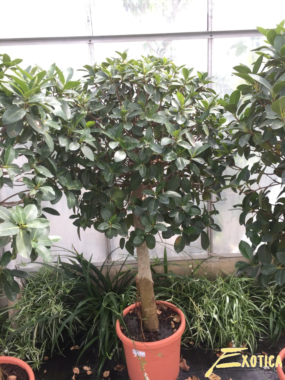 Ficus Australis – Plantencentrum Exotica
