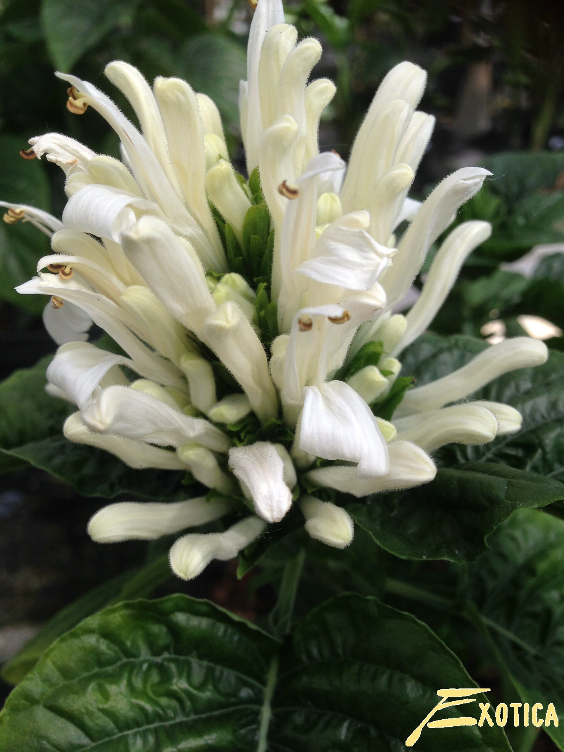 Jacobinia Carnea – Justicia Carnea Alba – Brazilian Plume White ...