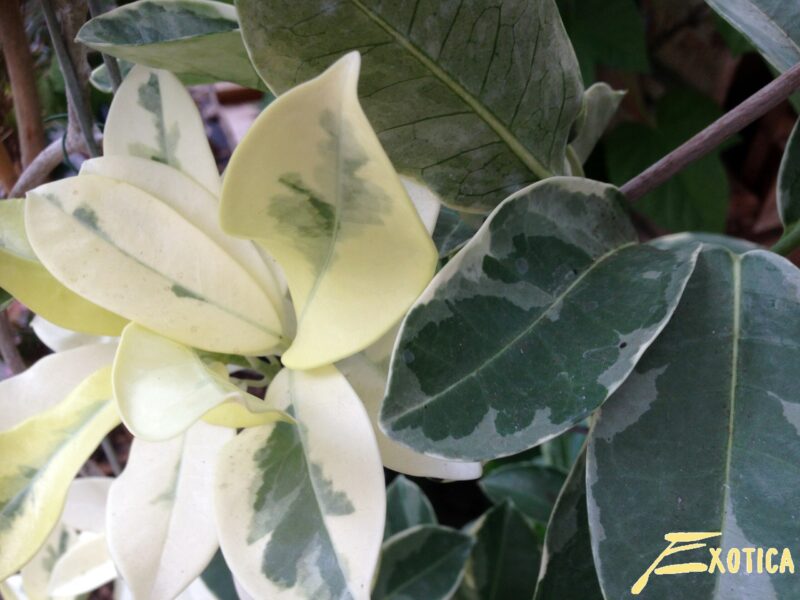 Stephanotis Floribunda Alpine (variegata) – Plantencentrum Exotica