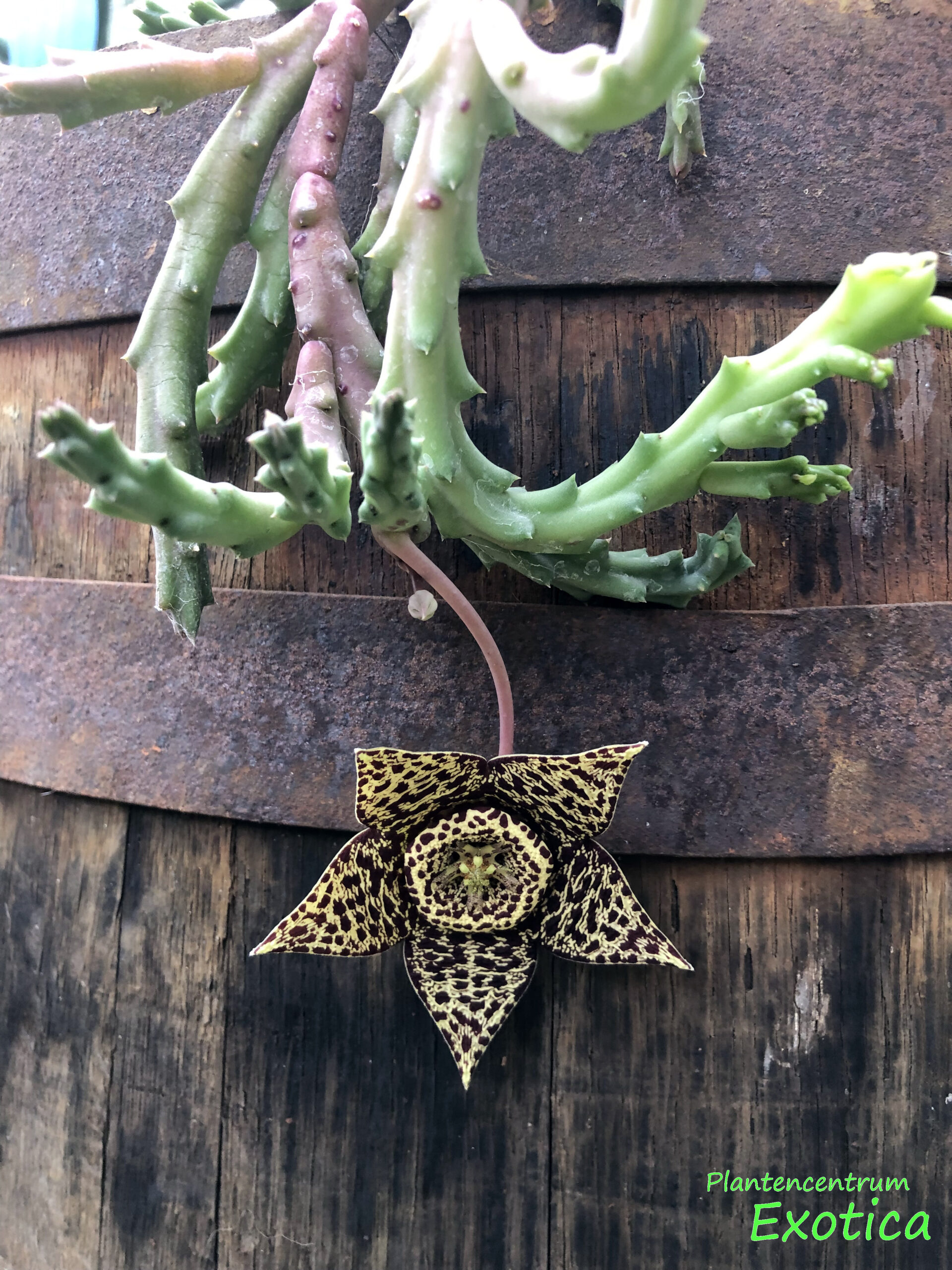 Stapelia Orbea variegata – Plantencentrum Exotica
